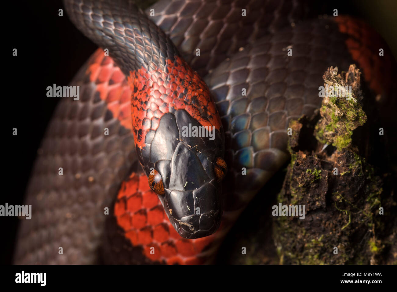 Snakes in the genus Oxyrhopus are often Batesian mimics of the venomous ...