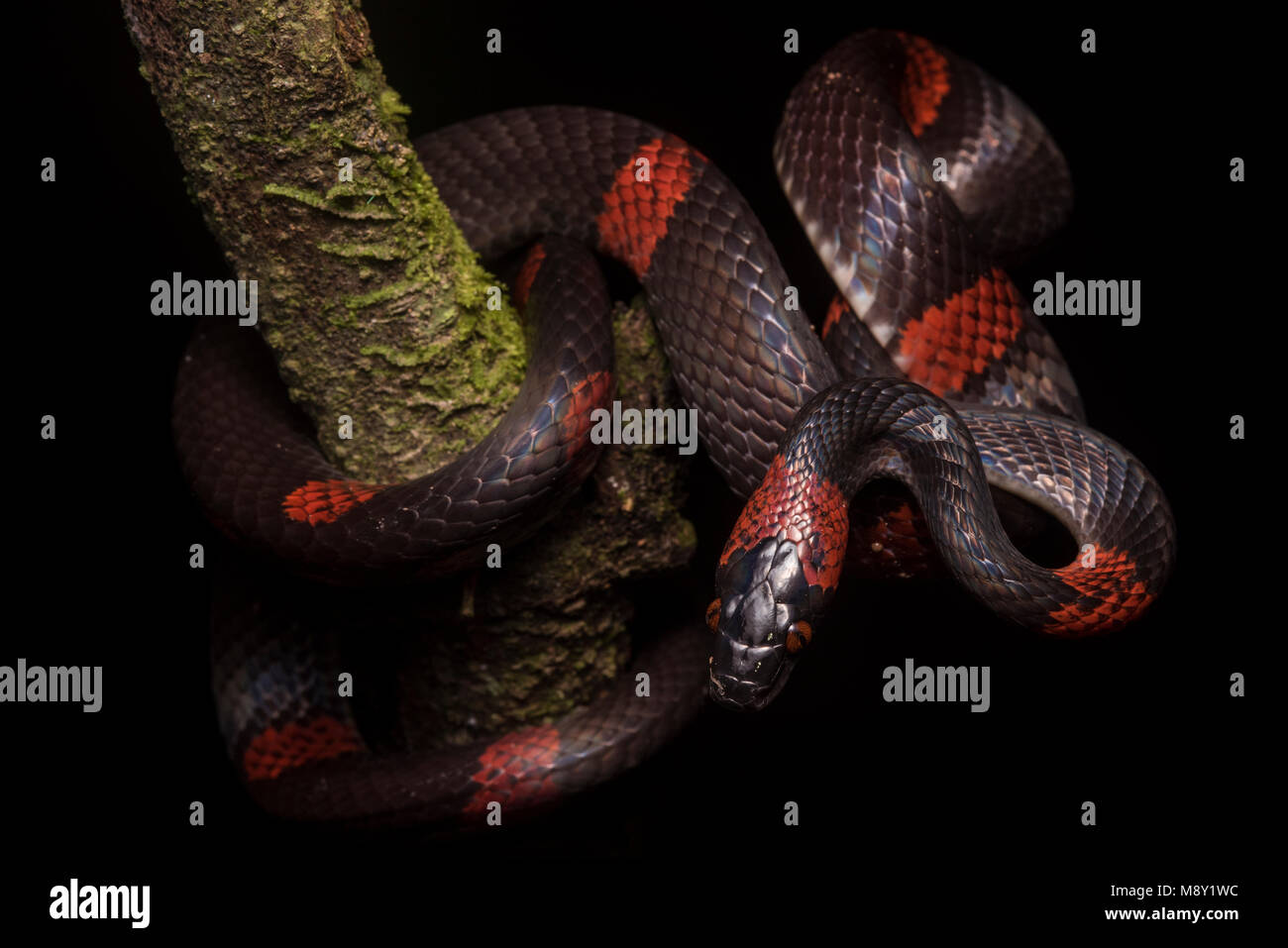 Snakes in the genus Oxyrhopus are often Batesian mimics of the venomous ...