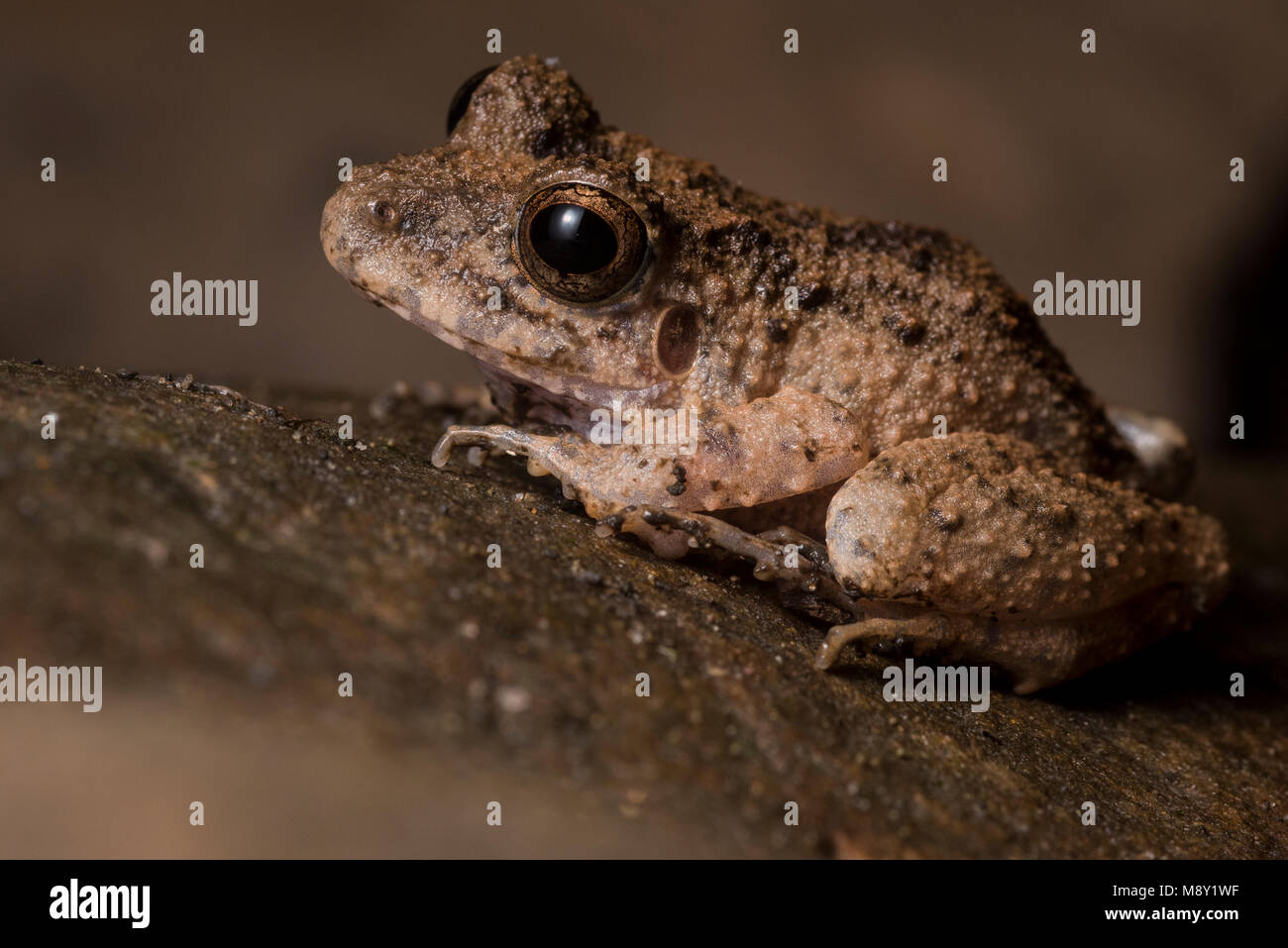 The common big-headed frog (Oreobates quixensis) in the Craugastoridae ...