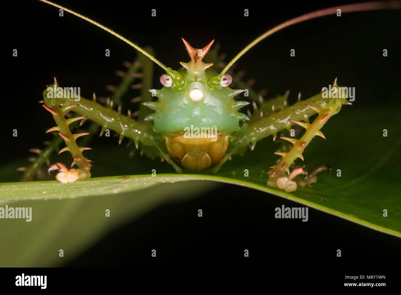 Spiny devil katydid hi-res stock photography and images - Alamy