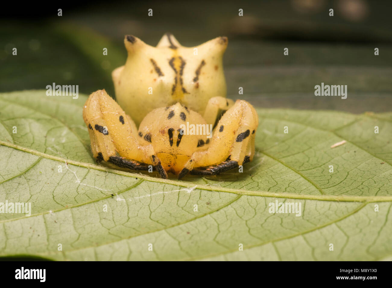 A flower mimic crab spider (Epicadus heterogaster) from the Peruvian ...