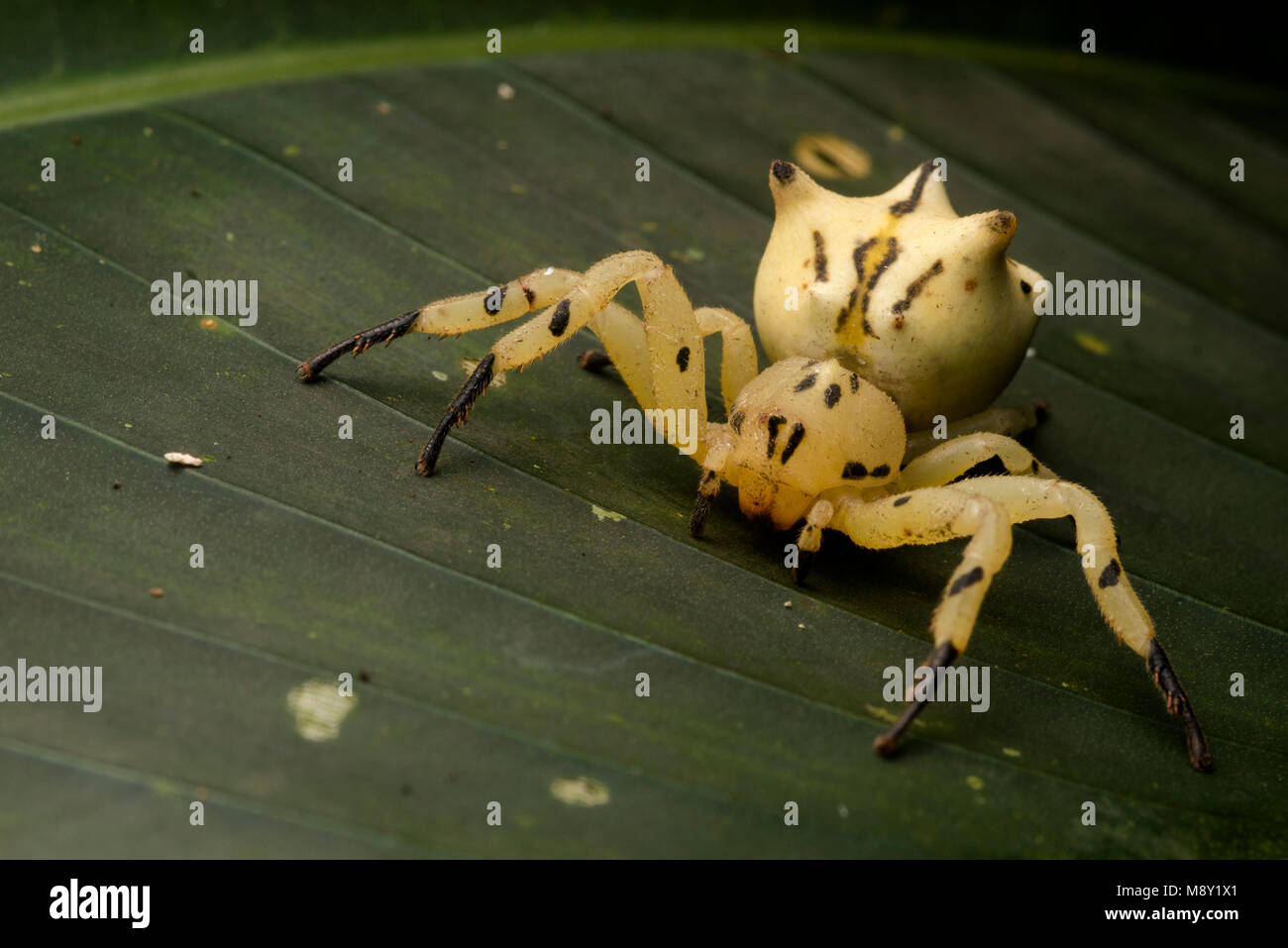 A flower mimic crab spider (Epicadus heterogaster) from the Peruvian ...