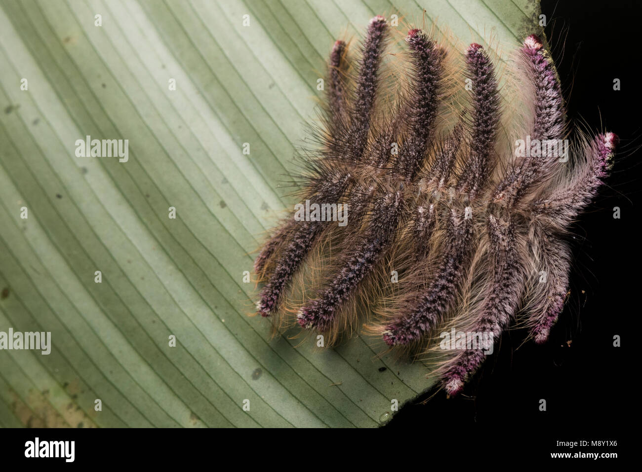 Limacodidae hi-res stock photography and images - Alamy