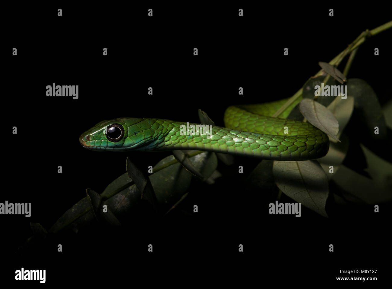 A juvenile Chironius scurrulus from Peru. As it gets older it will turn ...