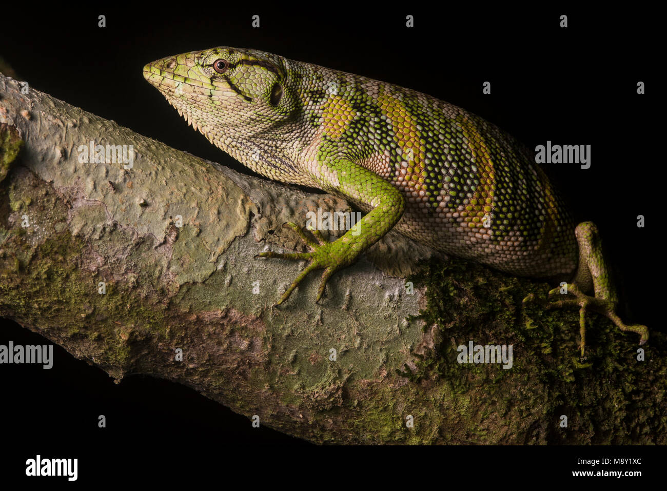 The common monkey lizard (Polychrus marmoratus) from the Peruvian ...