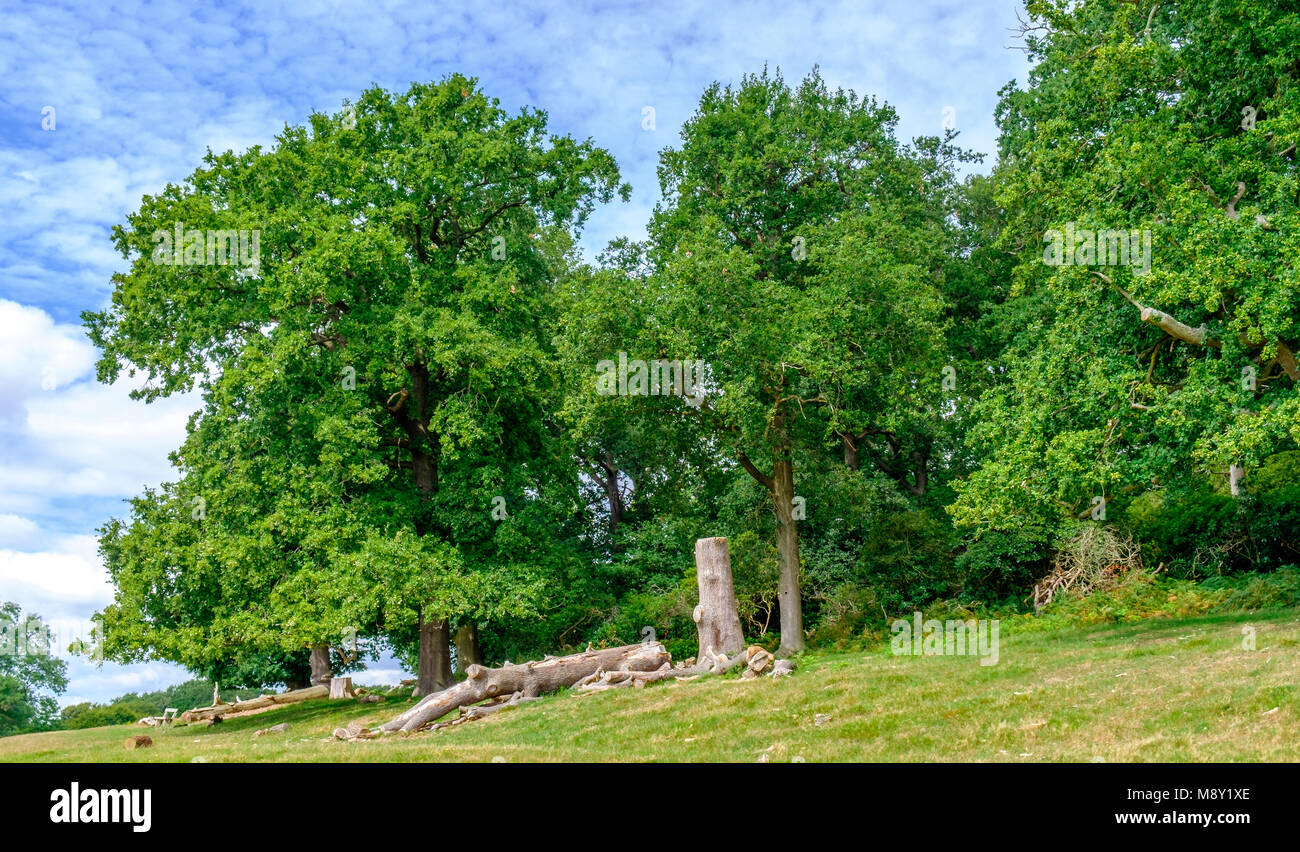English countryside in summer hi-res stock photography and images - Alamy