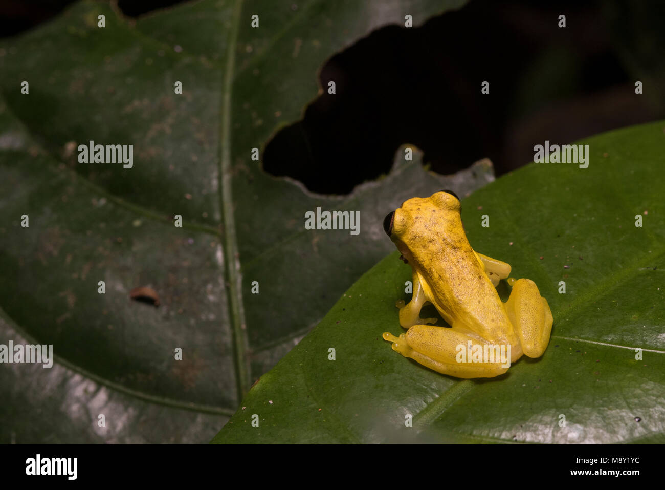 Yellow Tree Frog