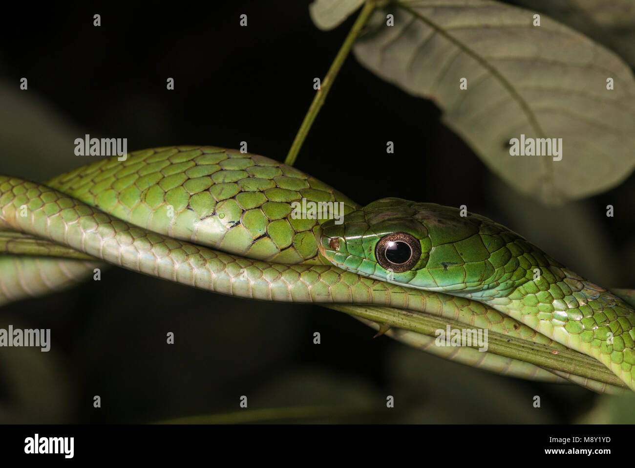 Smooth machete snake hi-res stock photography and images - Alamy