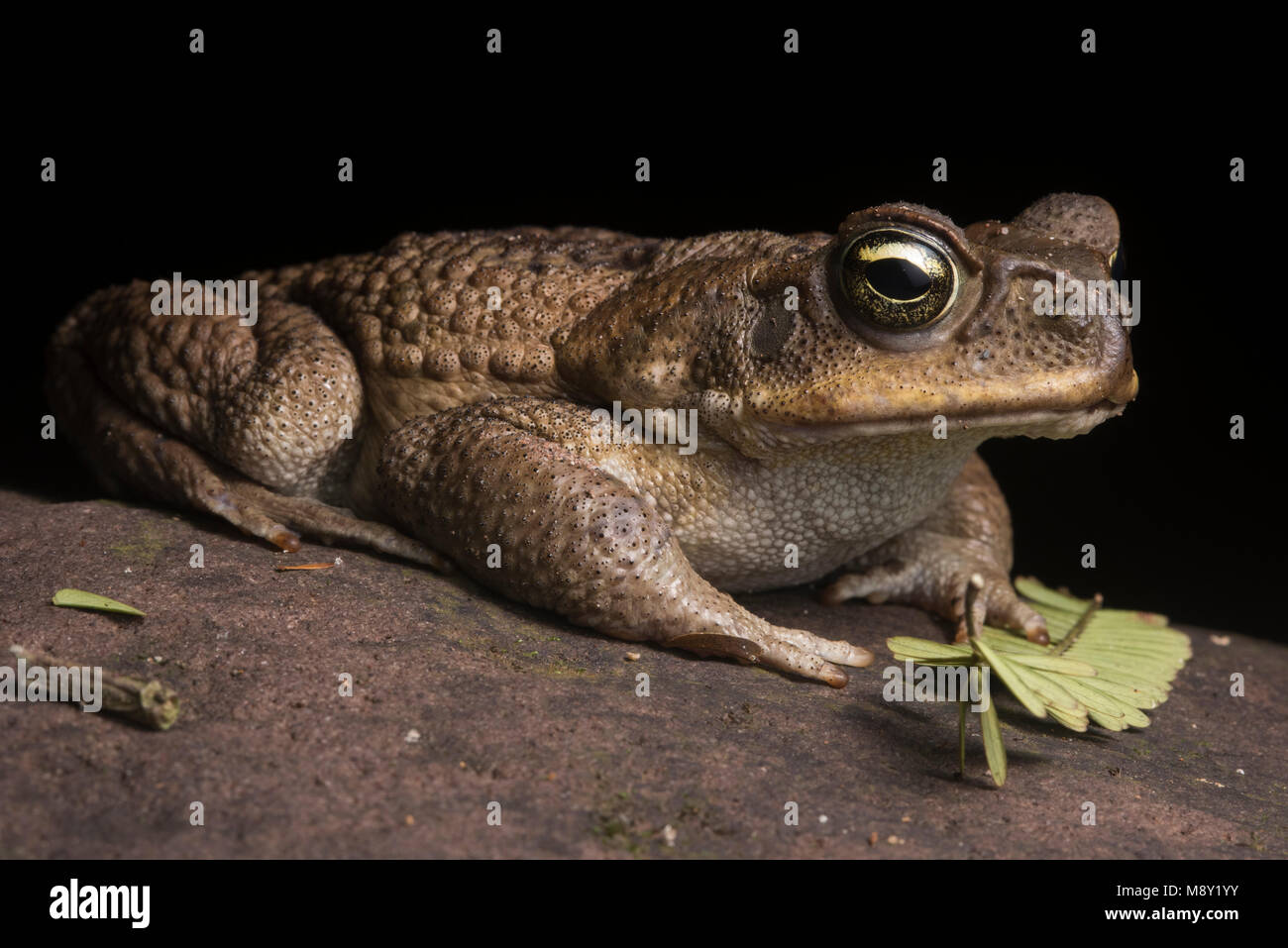 A cane toad (Rhinella marina) from Peru. Peru is part of its native ...