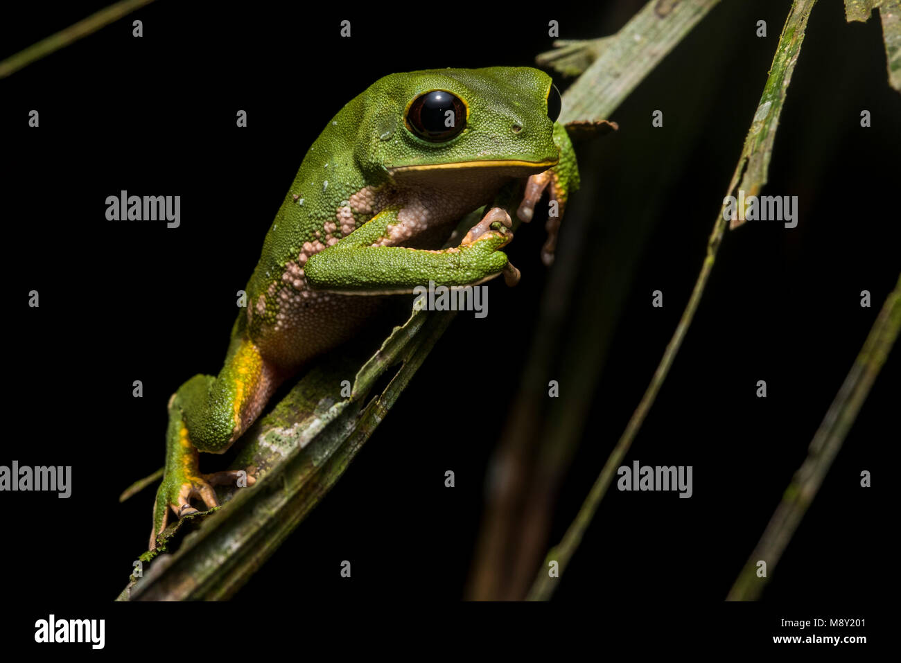 A leaf frog (Phyllomedusa sp) from Northern Peru Stock Photo - Alamy