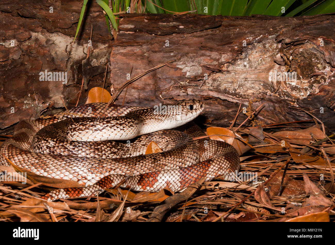 Florida pine snake hi-res stock photography and images - Alamy