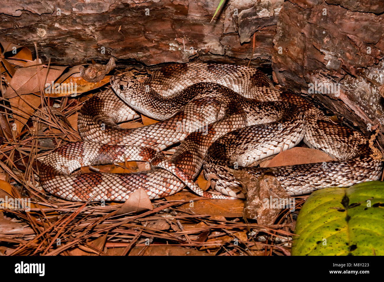 Florida pine snake hi-res stock photography and images - Alamy