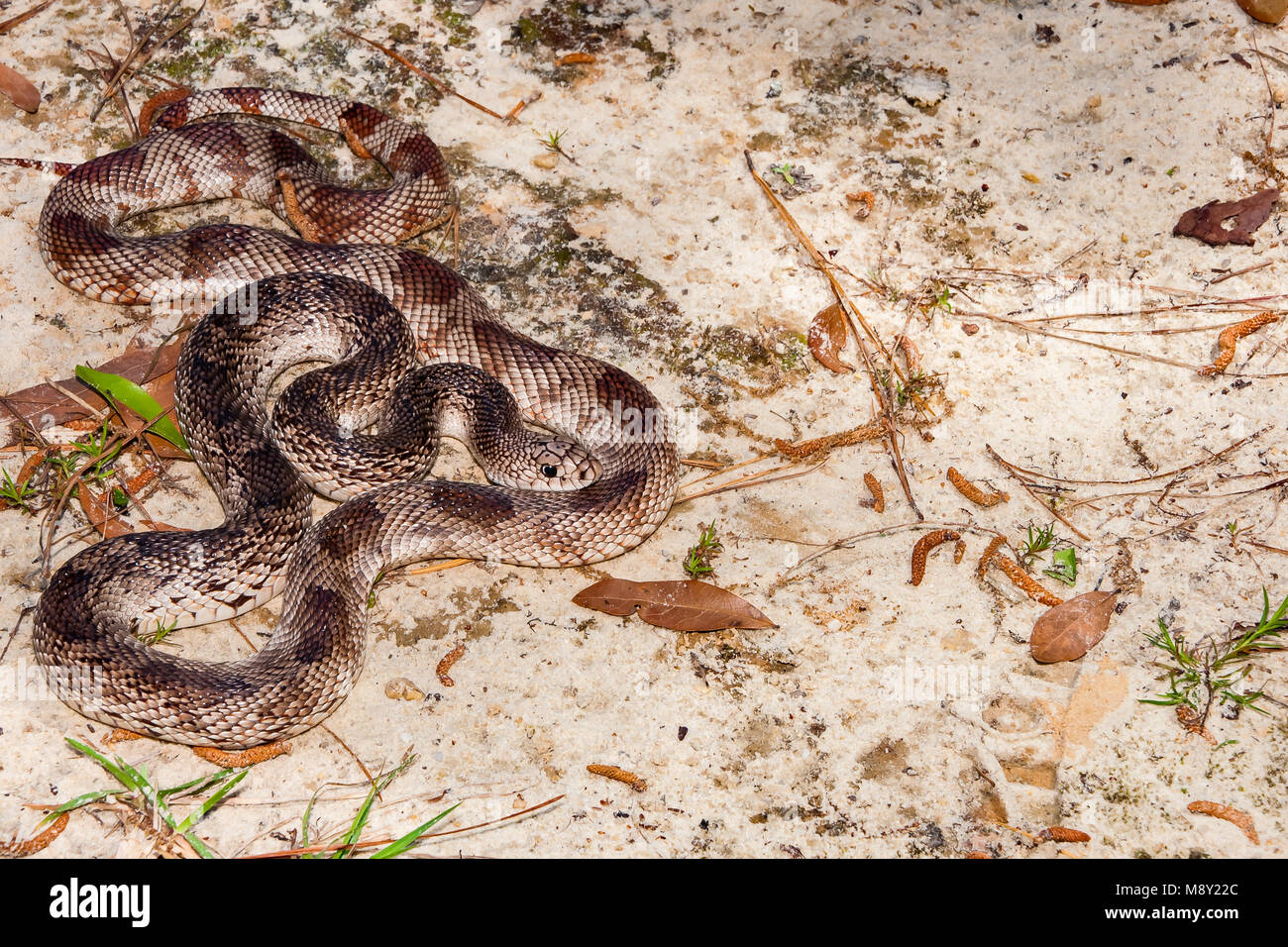 Florida pine snake hi-res stock photography and images - Alamy