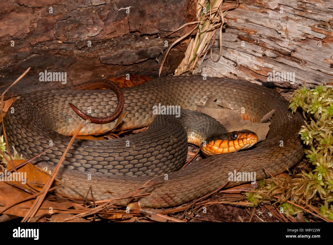 Red-bellied Water Snake (Nerodia erythrogaster Stock Photo - Alamy