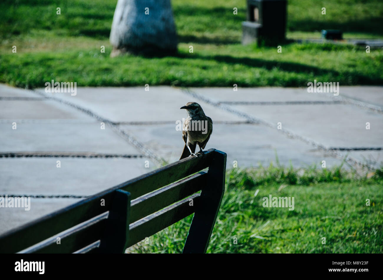 Black bird on bench hi-res stock photography and images - Alamy