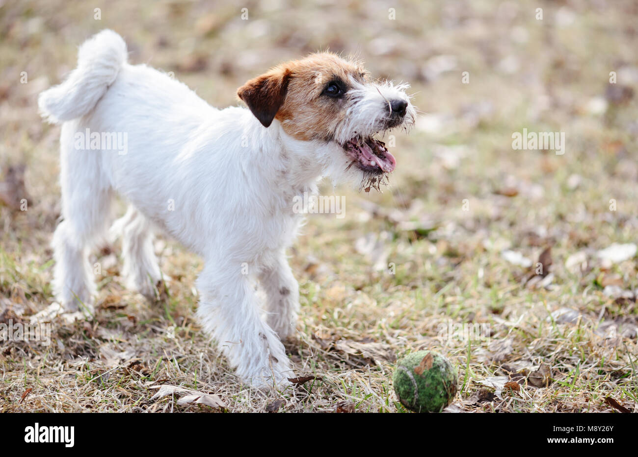 Jack russell playing ball hi-res stock photography and images - Alamy