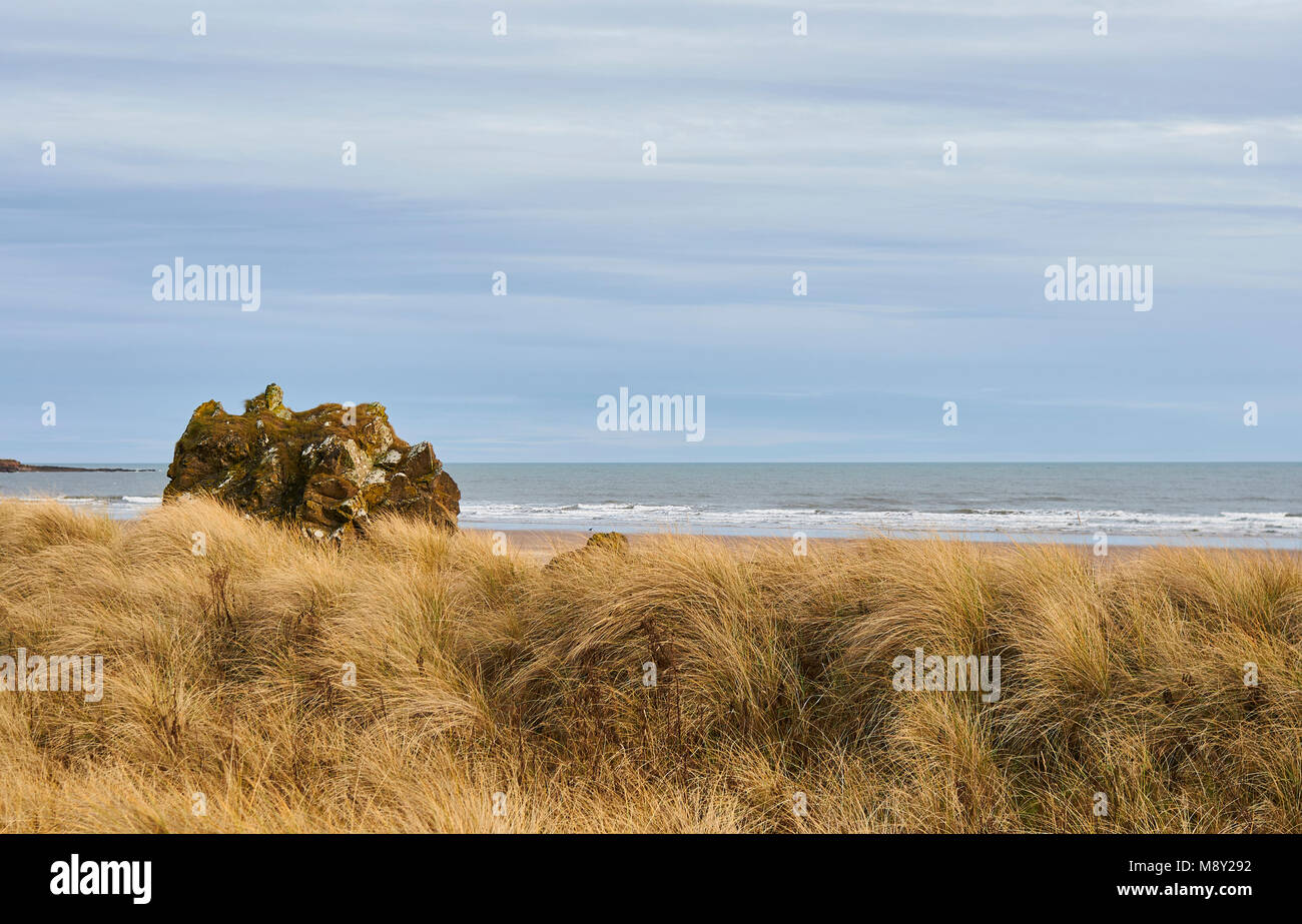 A boulder from the Cliffs behind, has come to settle on the Grass Dunes ...