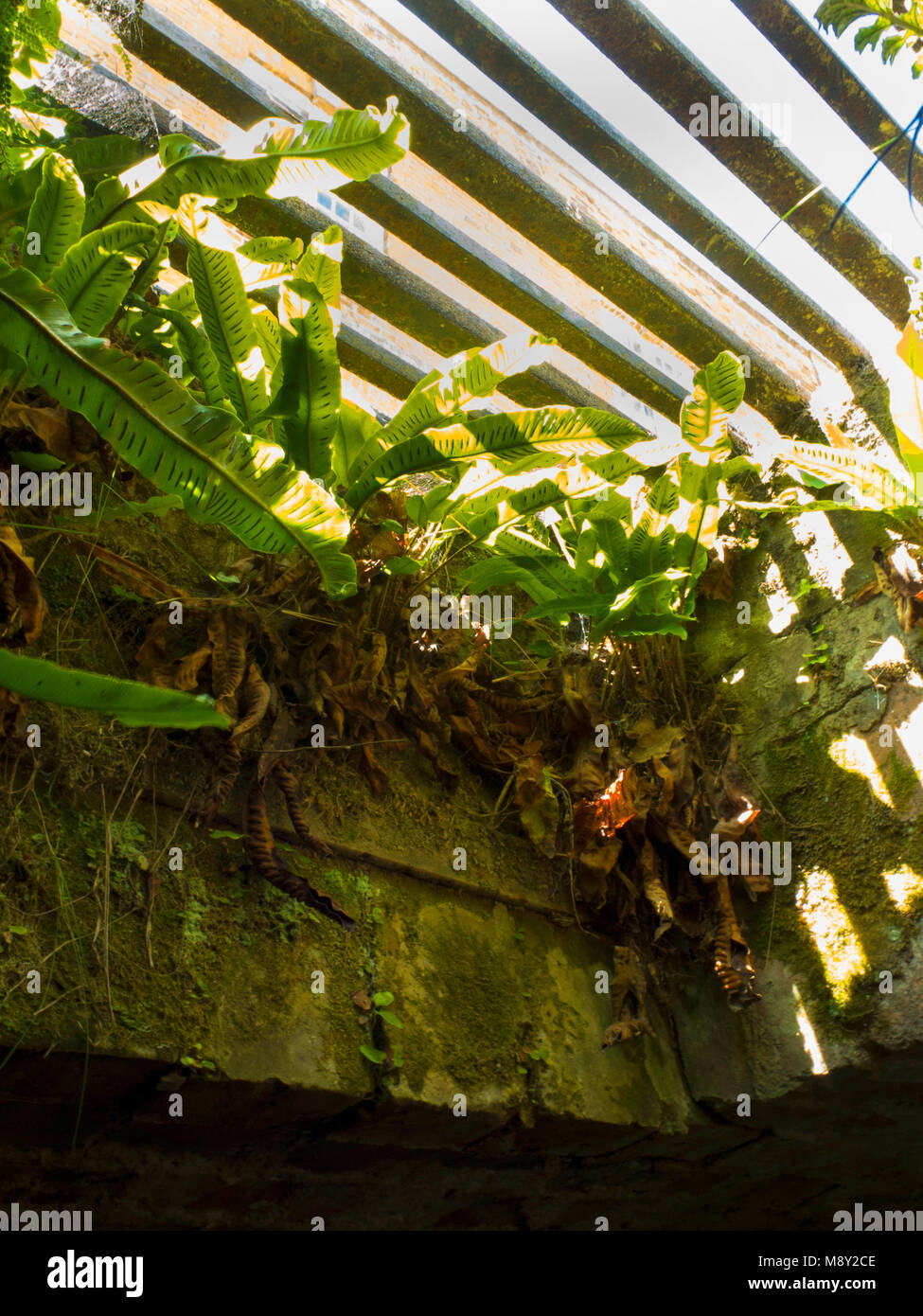 Harts tongue fern growing under drainage grill Stock Photo - Alamy