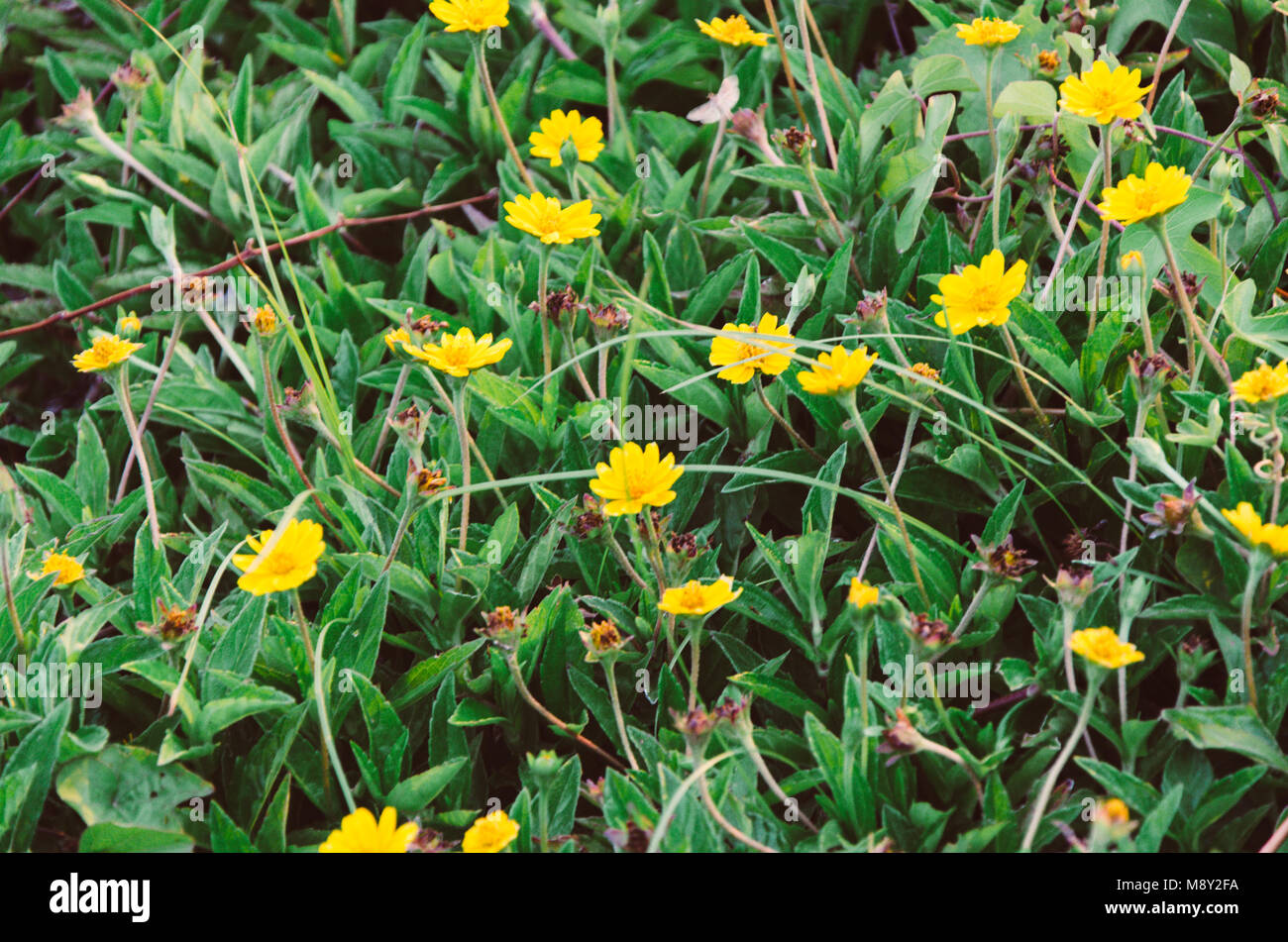 Wildflowers in La Pera park in San Isidro, Lima - Peru Stock Photo - Alamy