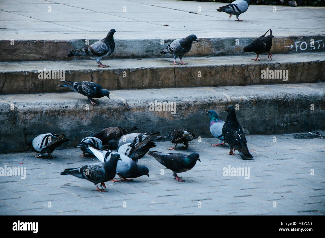Doves on the pavement of one of the streets of Barranco, Lima - Peru ...