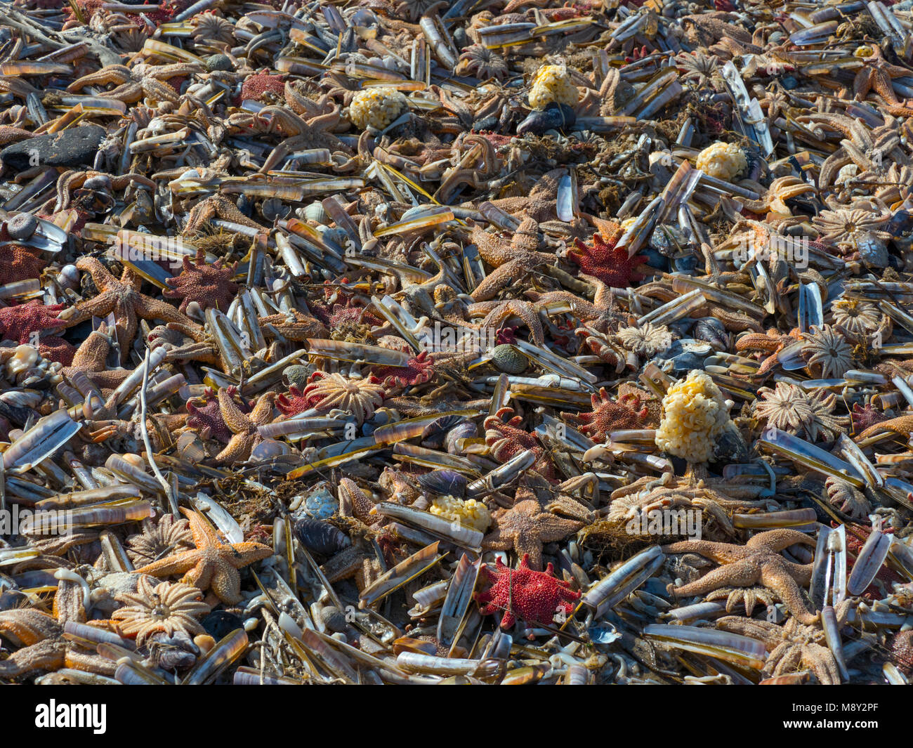 Starfish,crabs,seashells,sun stars,washed up after dropping ...