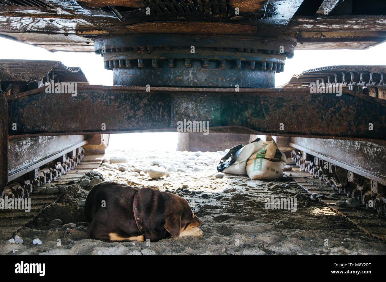 Dog sleeping under a machine Stock Photo - Alamy