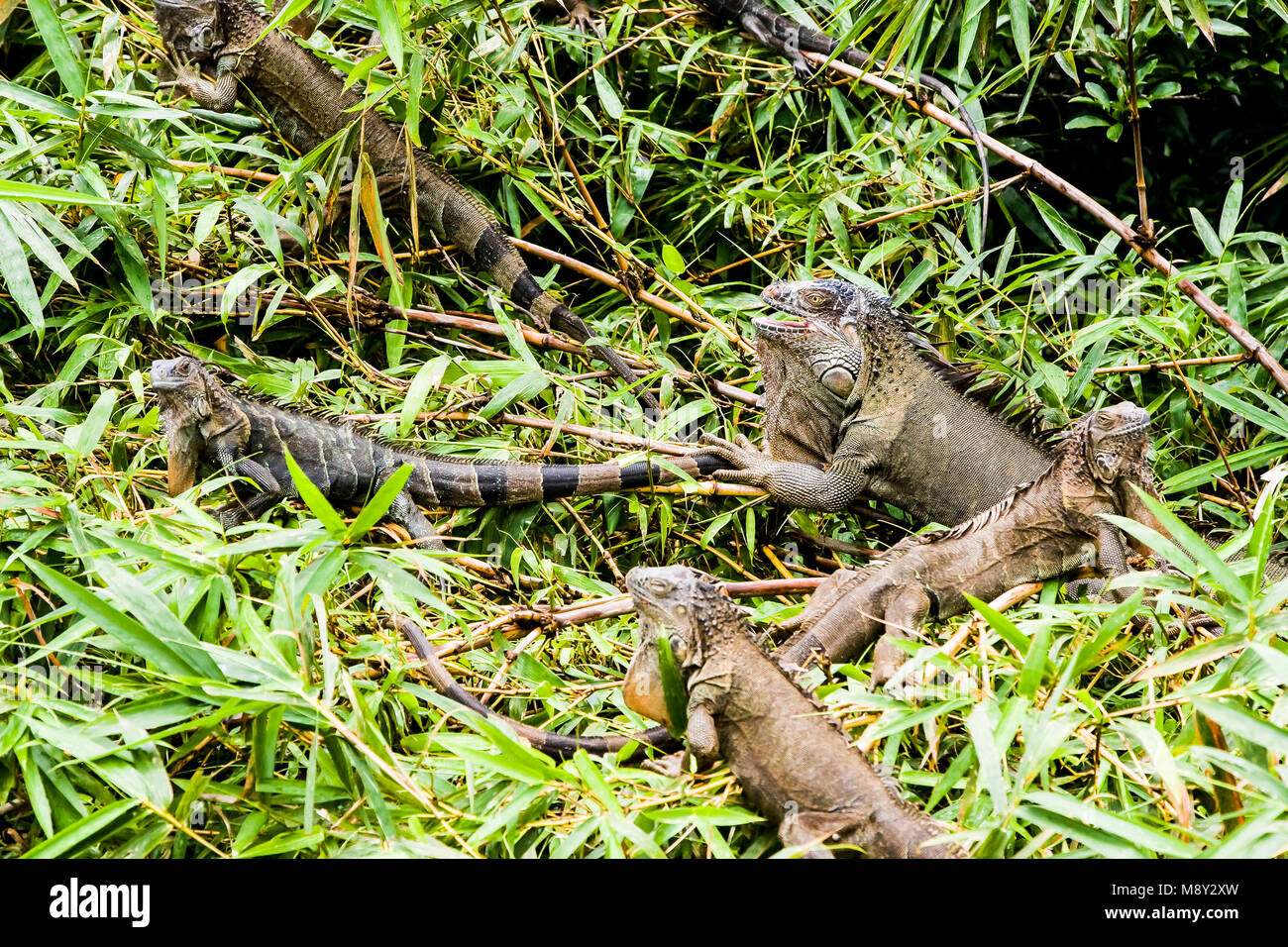 huge lizard in costa rica Stock Photo - Alamy