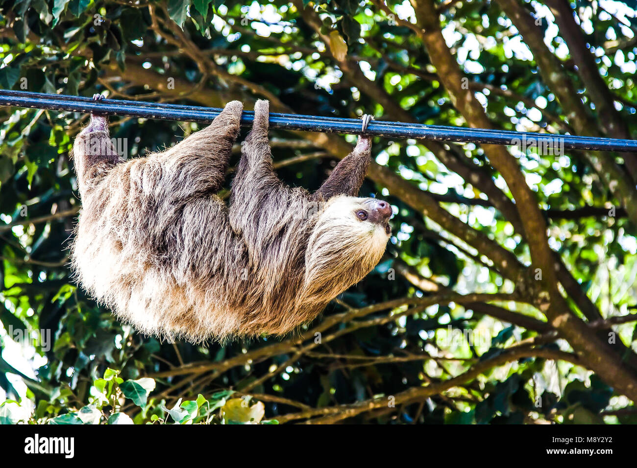 Faultier hi-res stock photography and images - Alamy