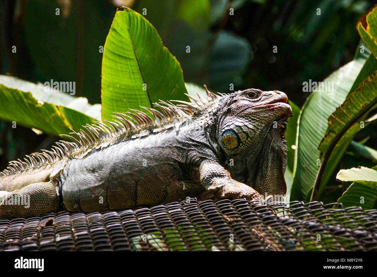 huge lizard in costa rica Stock Photo - Alamy