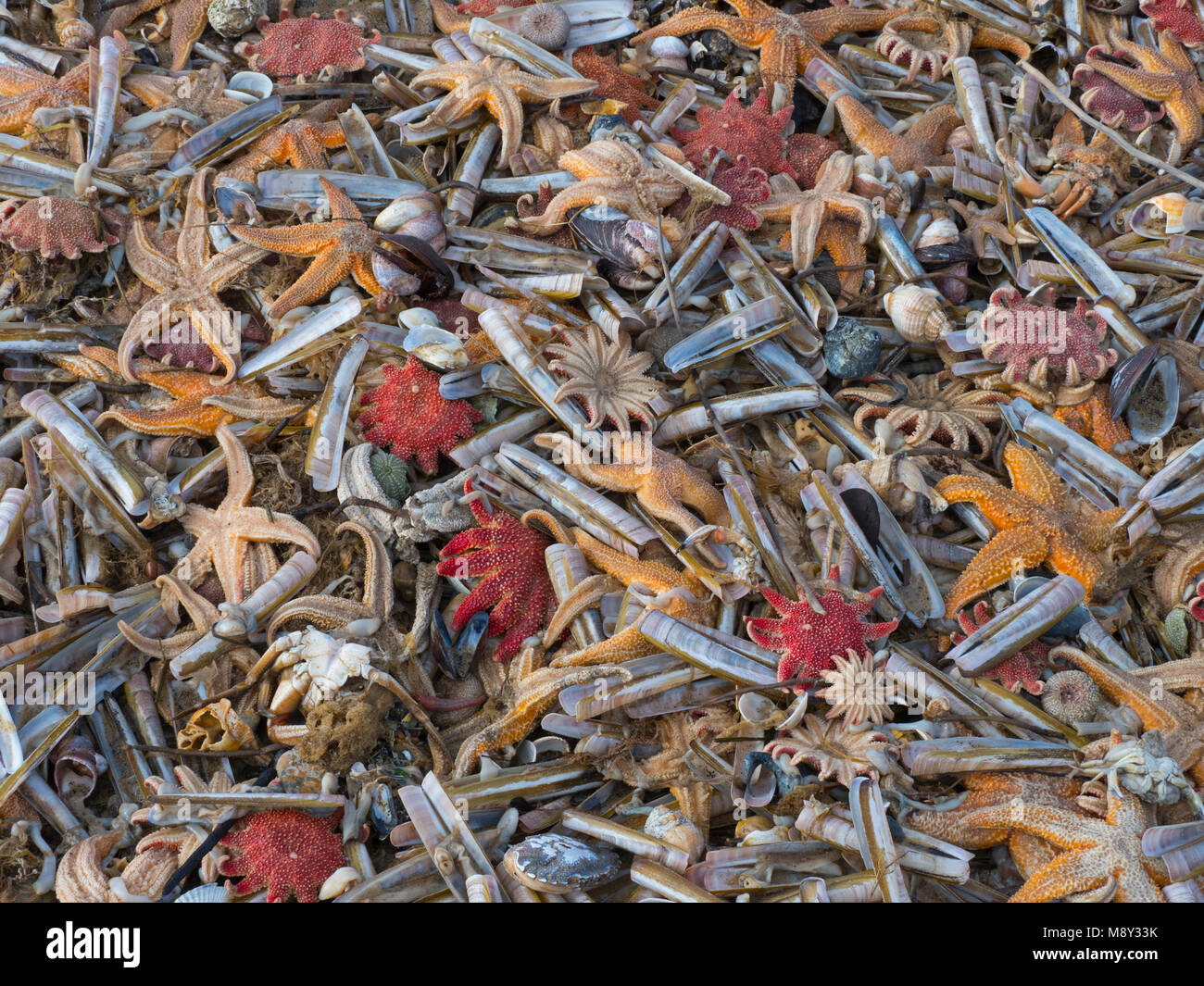 Starfish,crabs,seashells,sun stars,washed up after dropping ...