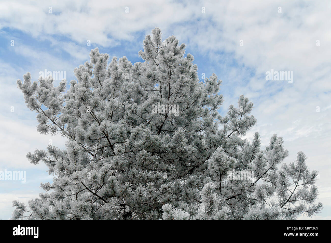 Close up of snow on big pine tree Stock Photo - Alamy