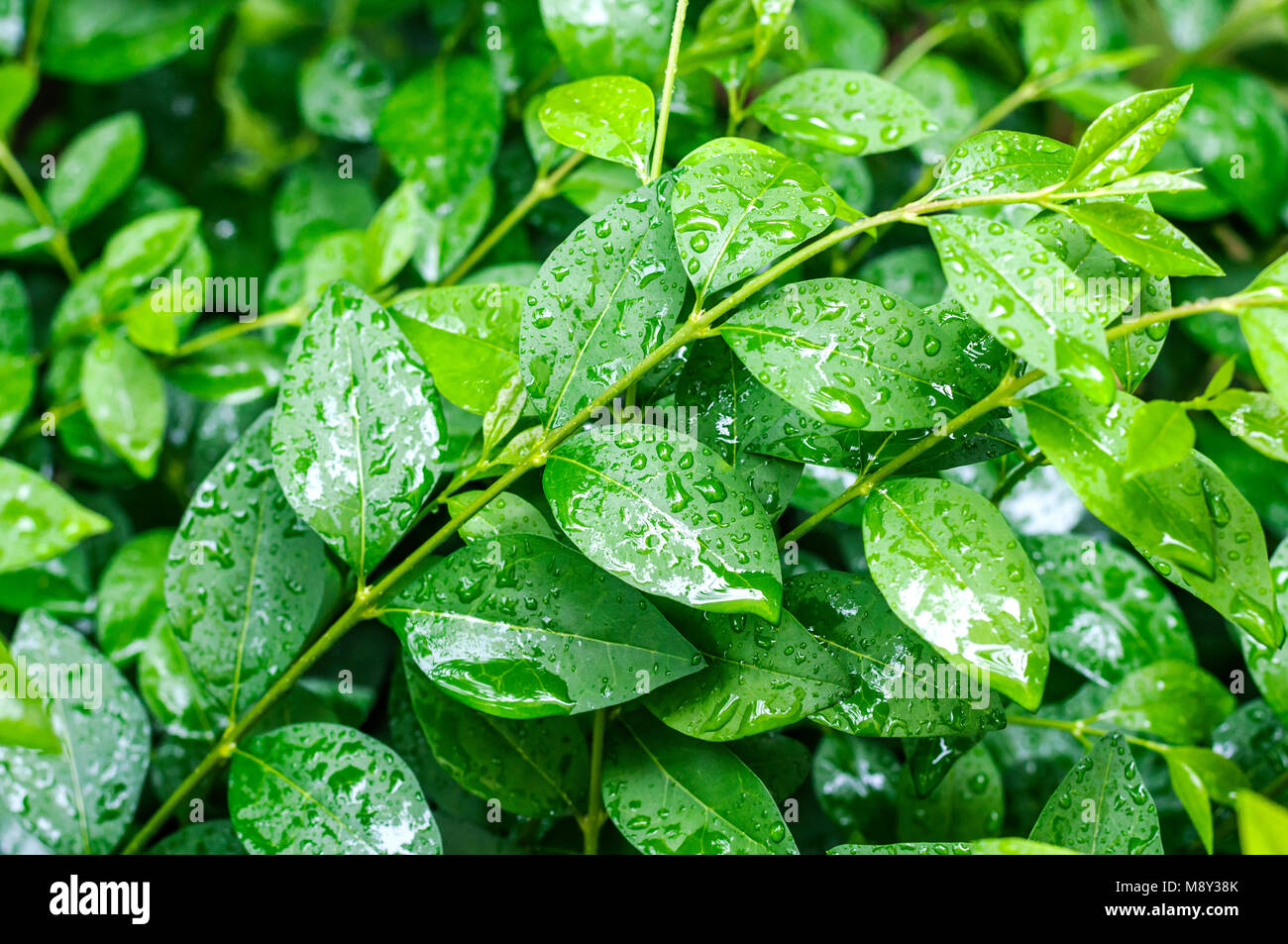 Close up shot of green city bush after rain, background Stock Photo - Alamy