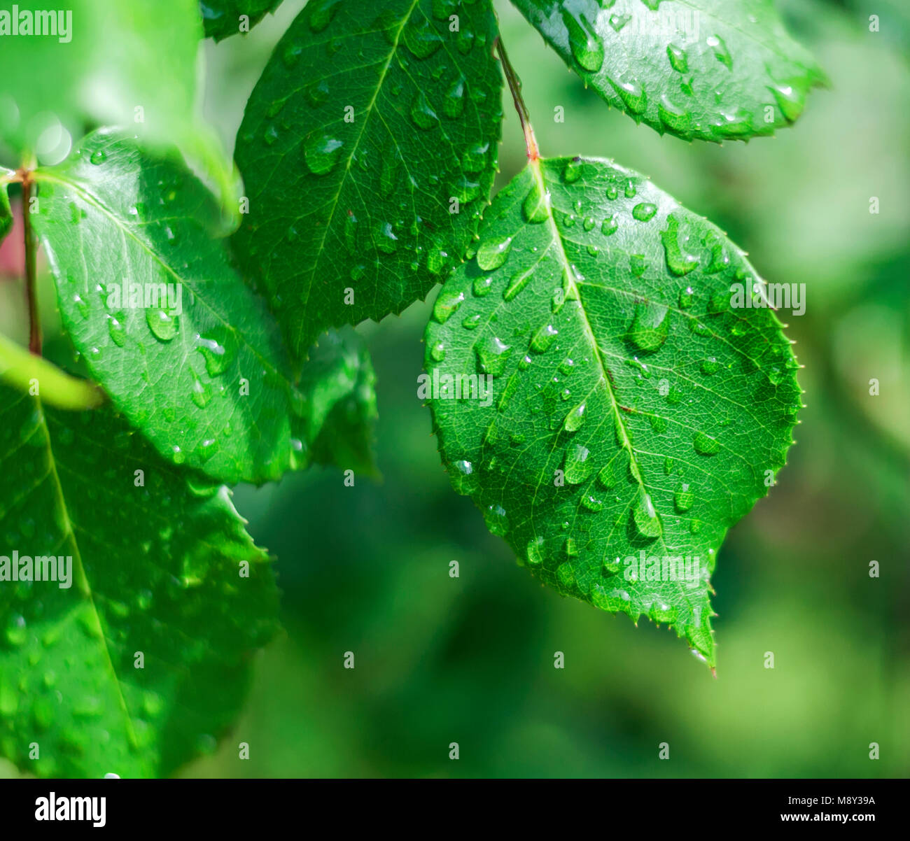 Close up shot of green city bush after rain, background Stock Photo - Alamy