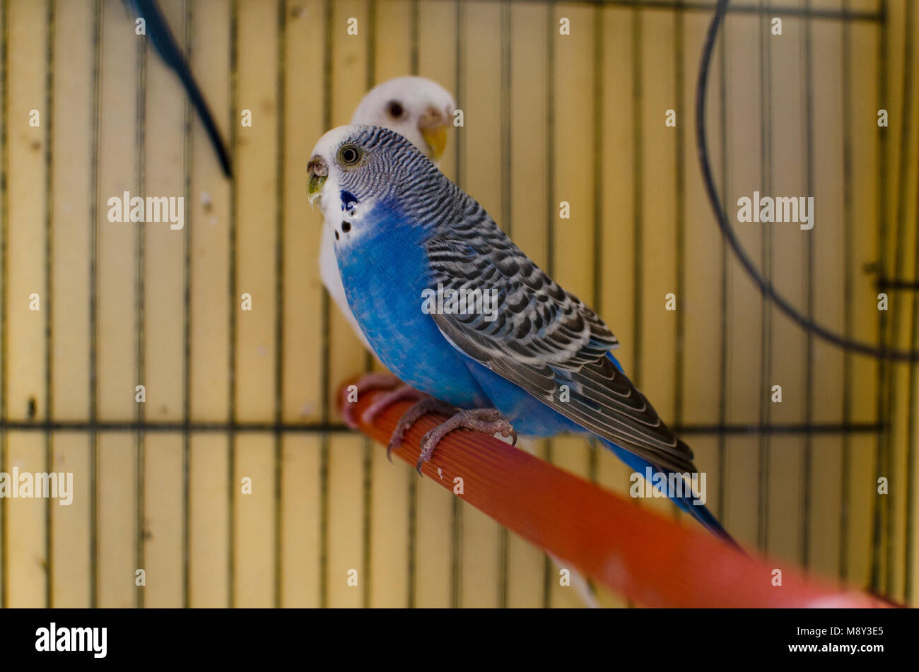 Cage Budgerigar Budgie High Resolution Stock Photography and Images - Alamy