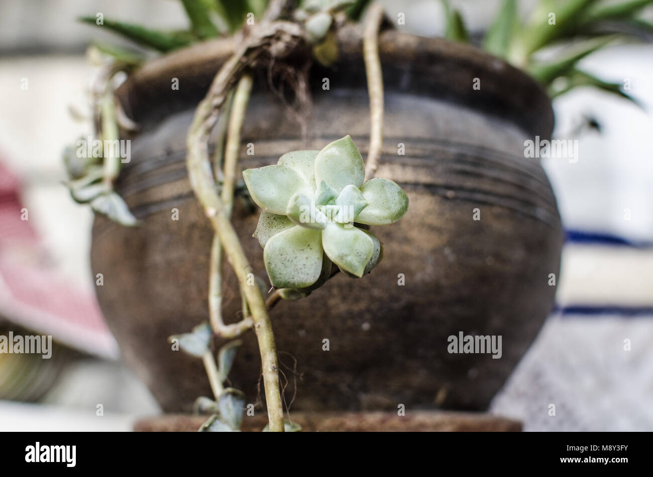 Flower with roots hi-res stock photography and images - Alamy