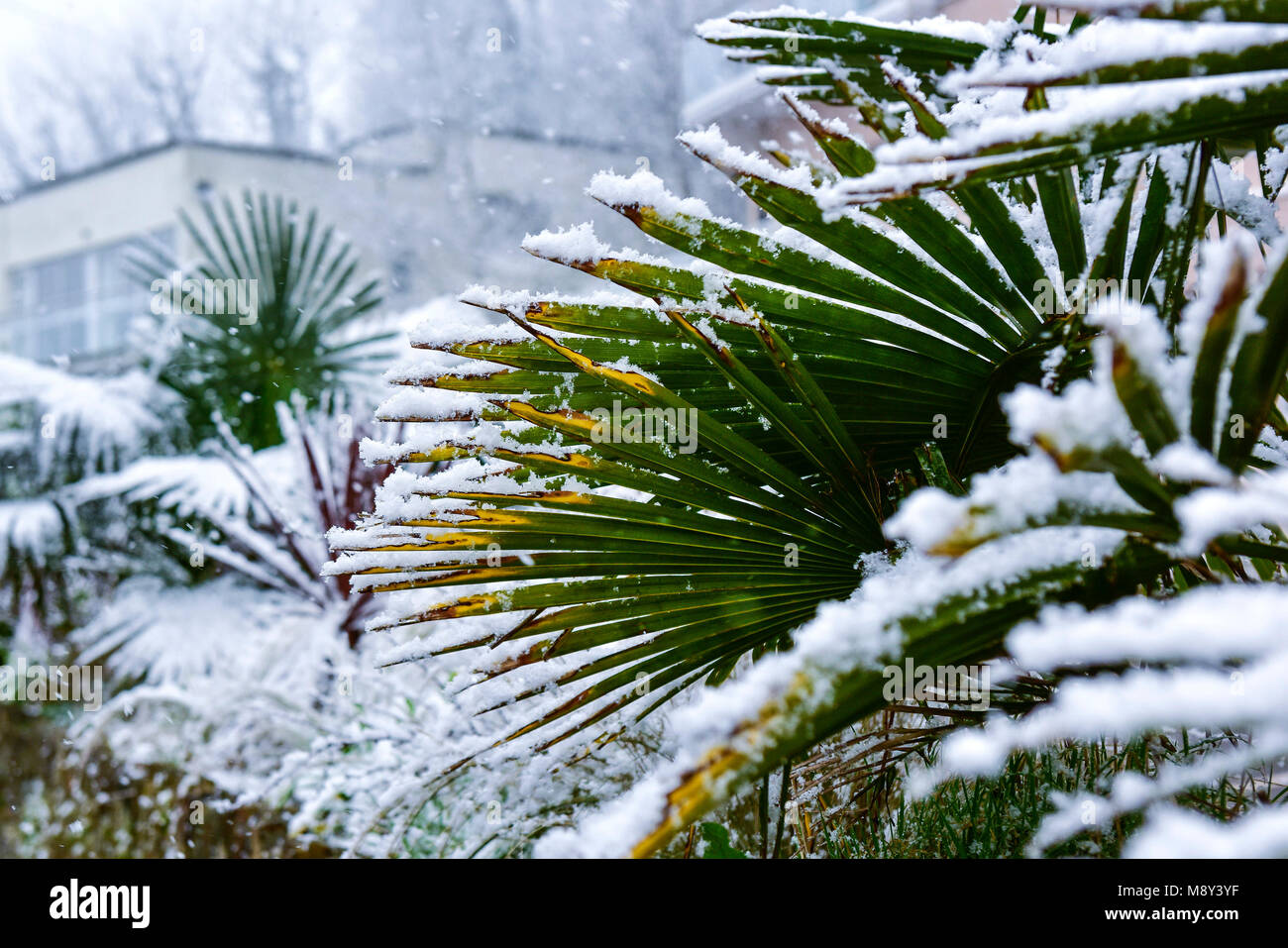 Unusal weather conditions in Cornwall with snow falling on Trachycarpus ...
