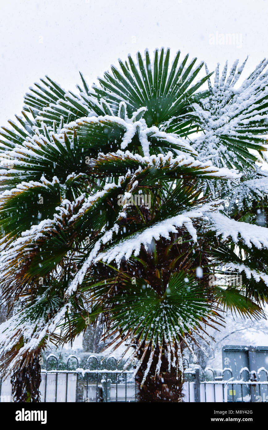 Snow falling on Trachycarpus fortunei Chusan Palm in Newquay Cornwall ...