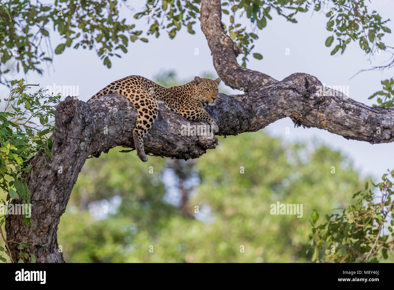 African leopard panthera pardus pardus hi-res stock photography and ...