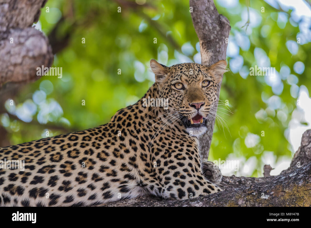 African Leopard (Panthera pardus pardus) resting in a tree, South ...