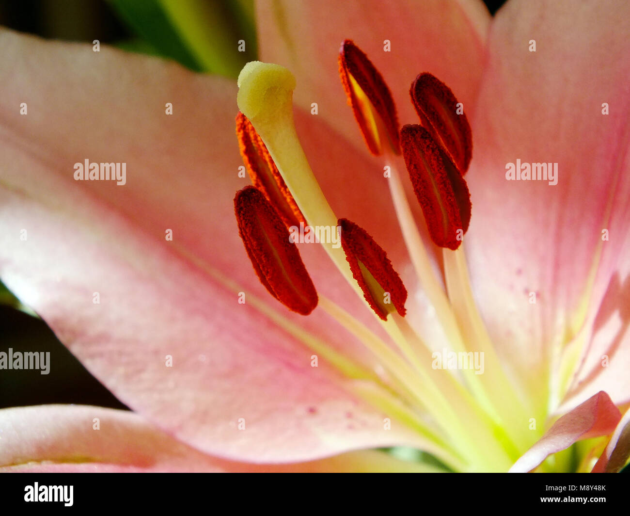 Close up of a Lily Stock Photo - Alamy