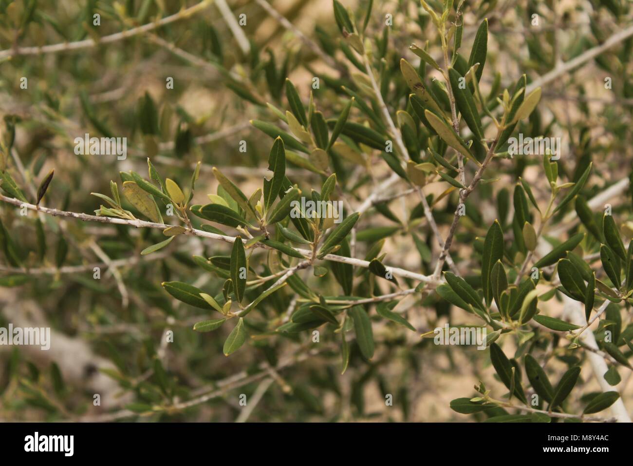 Wild olive olea europaea sylvestris hi-res stock photography and images ...