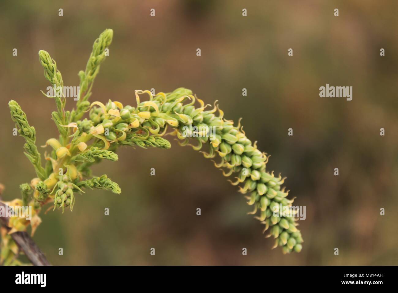 Tamarix Sp High Resolution Stock Photography and Images - Alamy