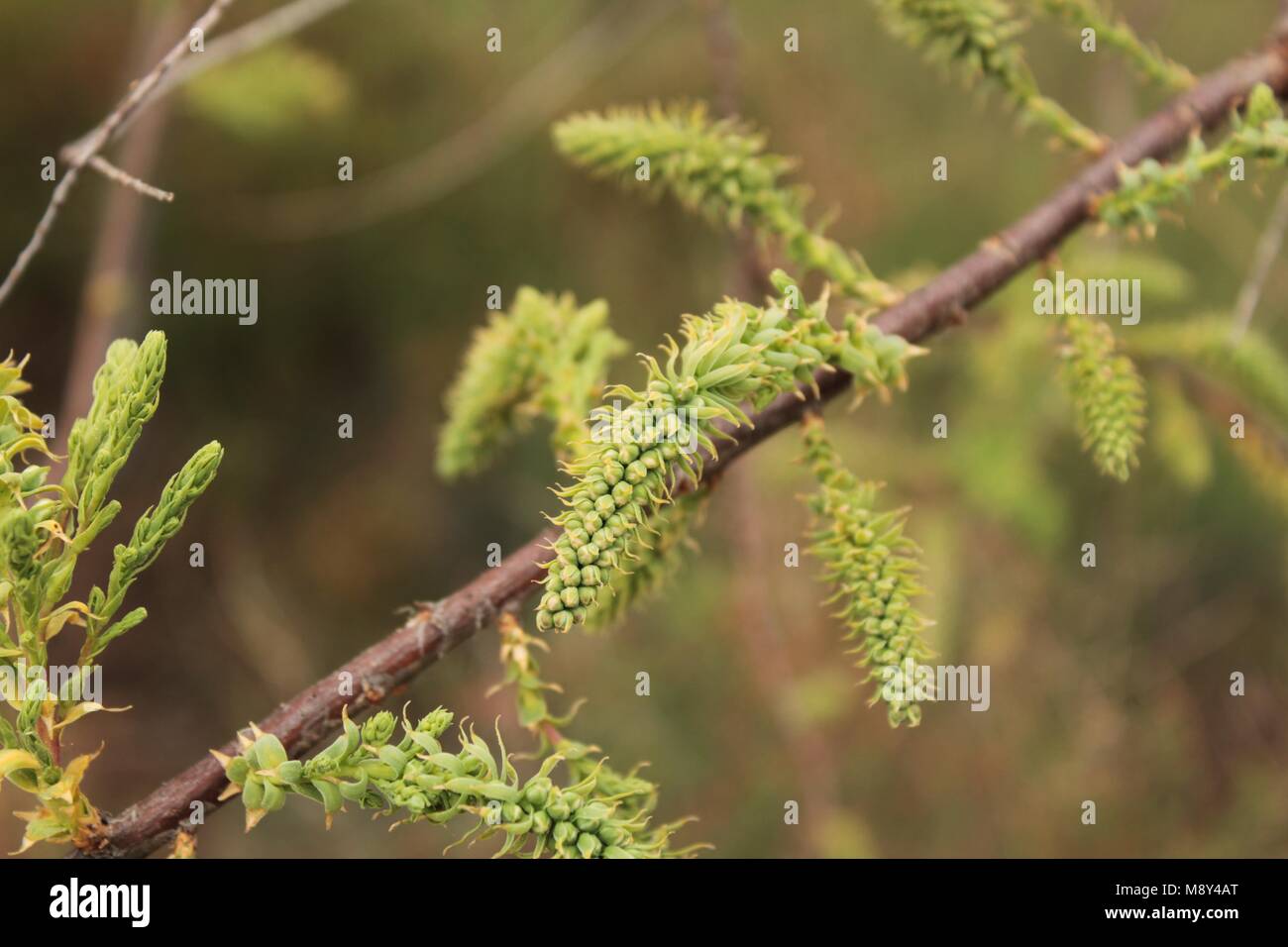 Tamarix sp tree flowers and branches Stock Photo - Alamy