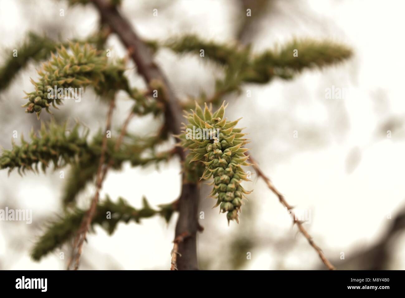 Tamarix sp hi-res stock photography and images - Alamy