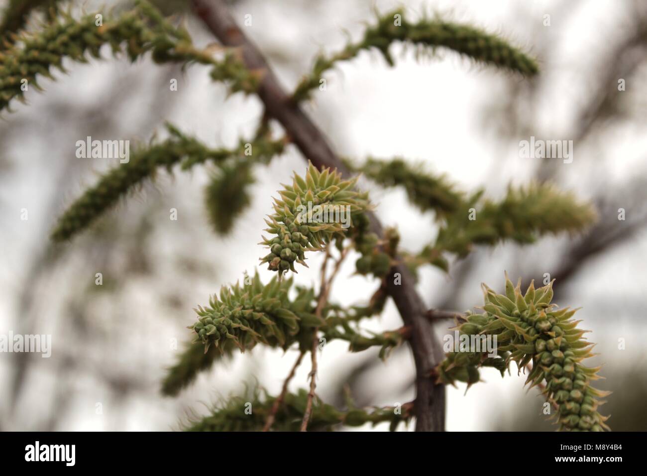 Tamarix Sp High Resolution Stock Photography and Images - Alamy
