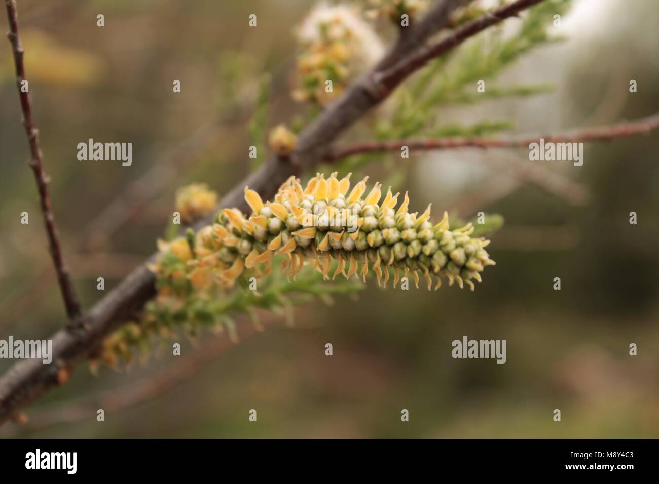 Tamarix Sp High Resolution Stock Photography and Images - Alamy