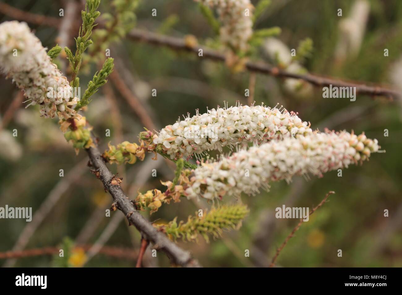 Tamarix sp hi-res stock photography and images - Alamy