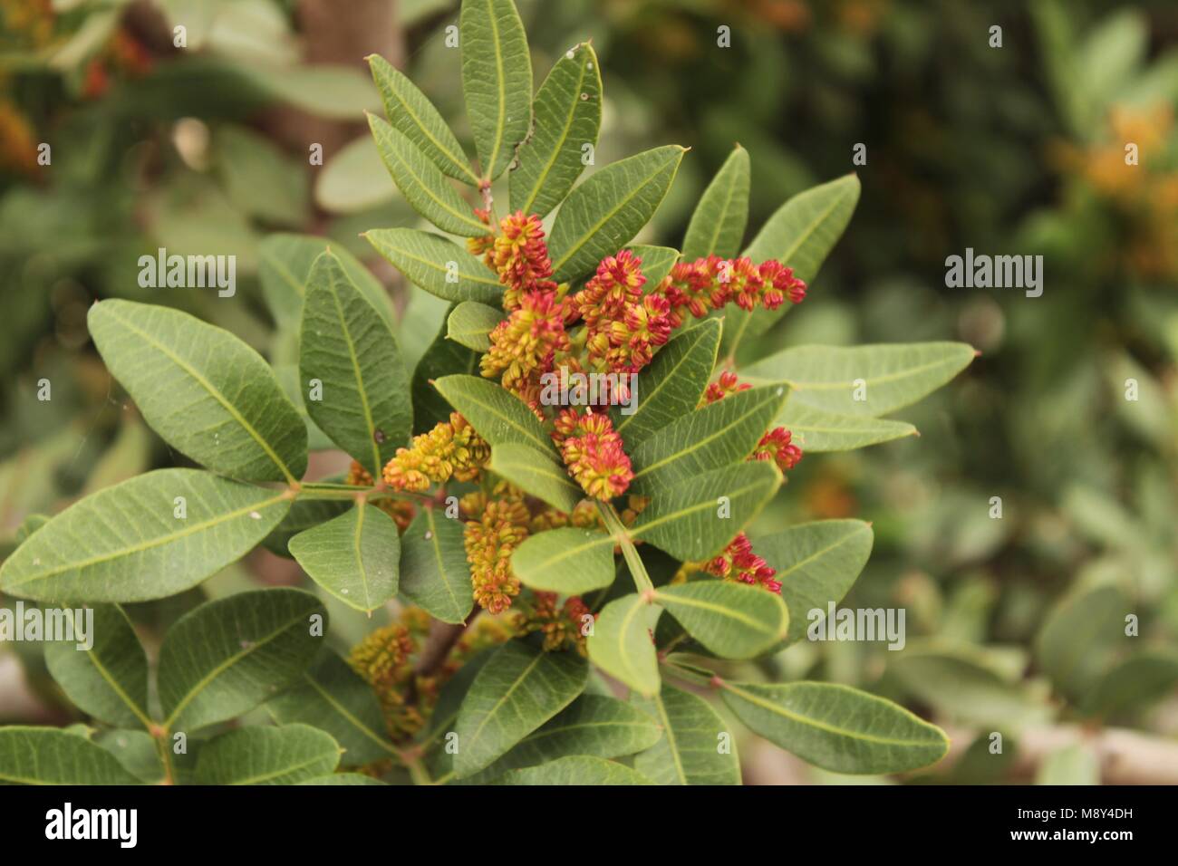 Pistacia Lentiscus in the garden in spring Stock Photo - Alamy