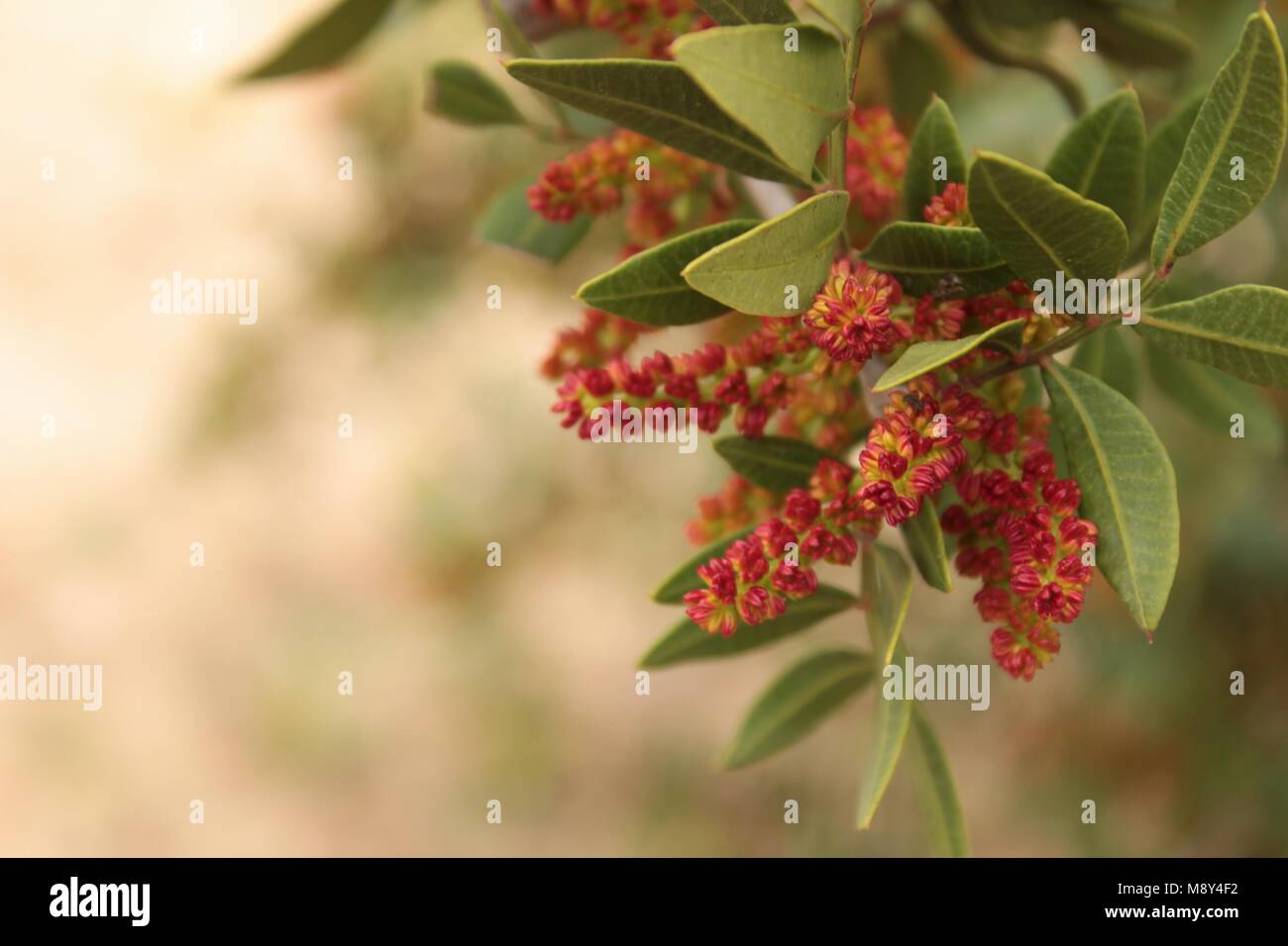 Lentisc hi-res stock photography and images - Alamy