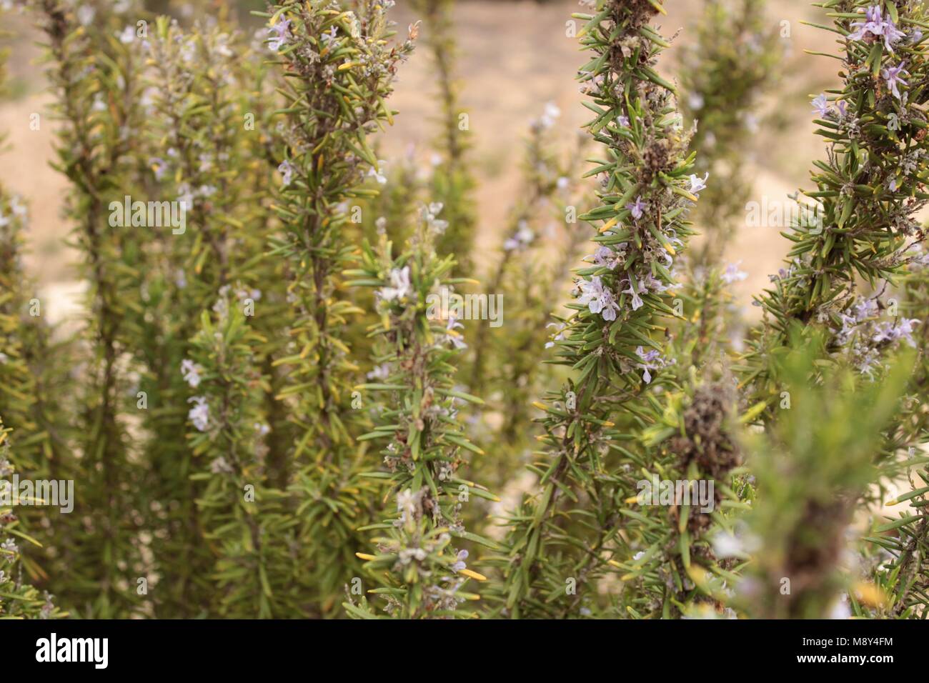 Rosmarinus Officinalis plant in the garden in spring Stock Photo - Alamy